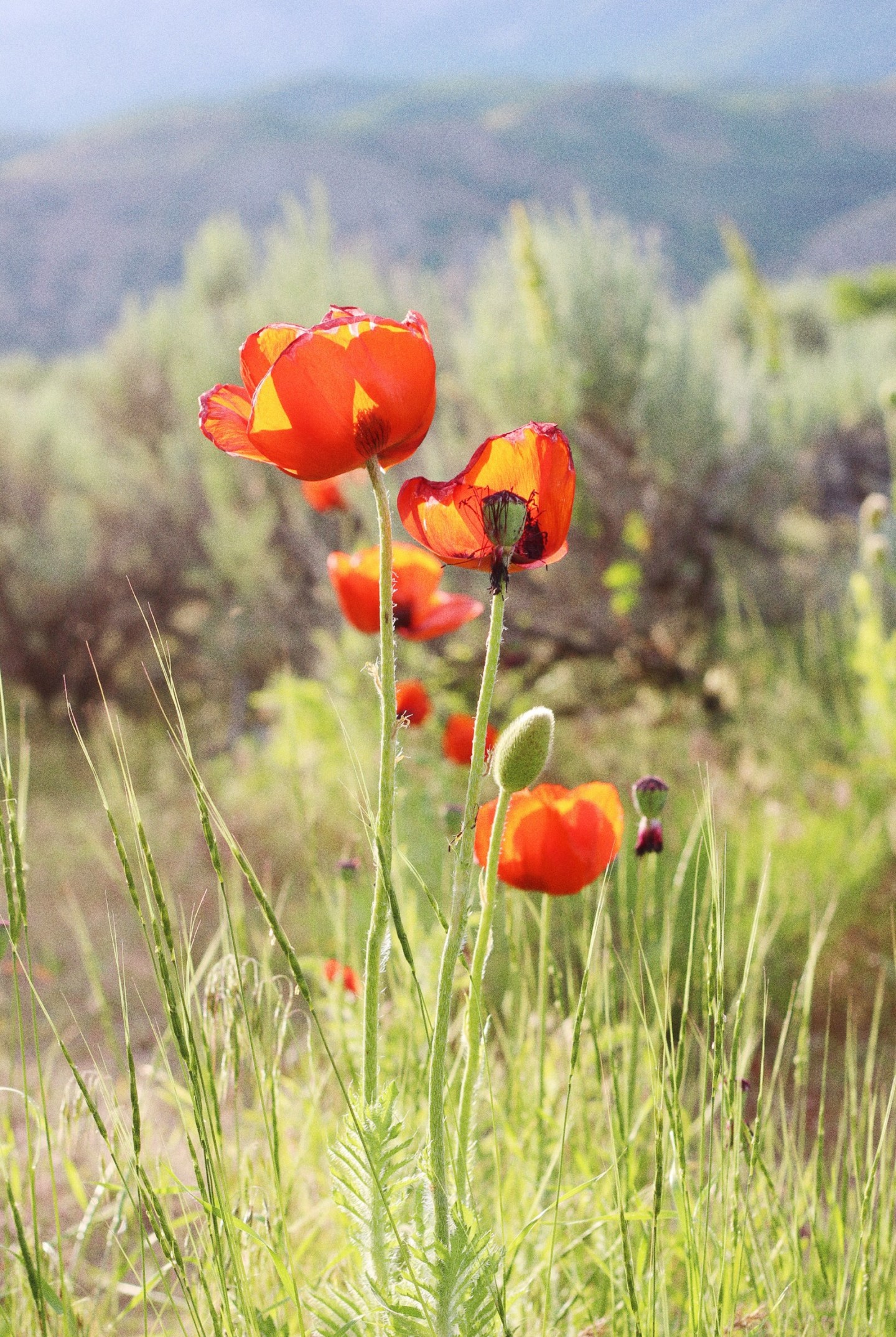Poppy field – Kacey Tess